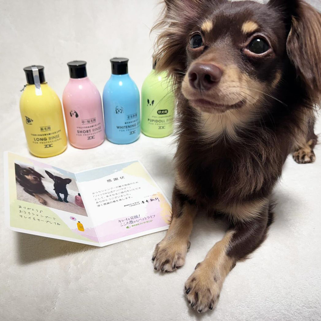 ゾイック N アンバサダー ボイス | ZOIC（ゾイック）株式会社ハートランド